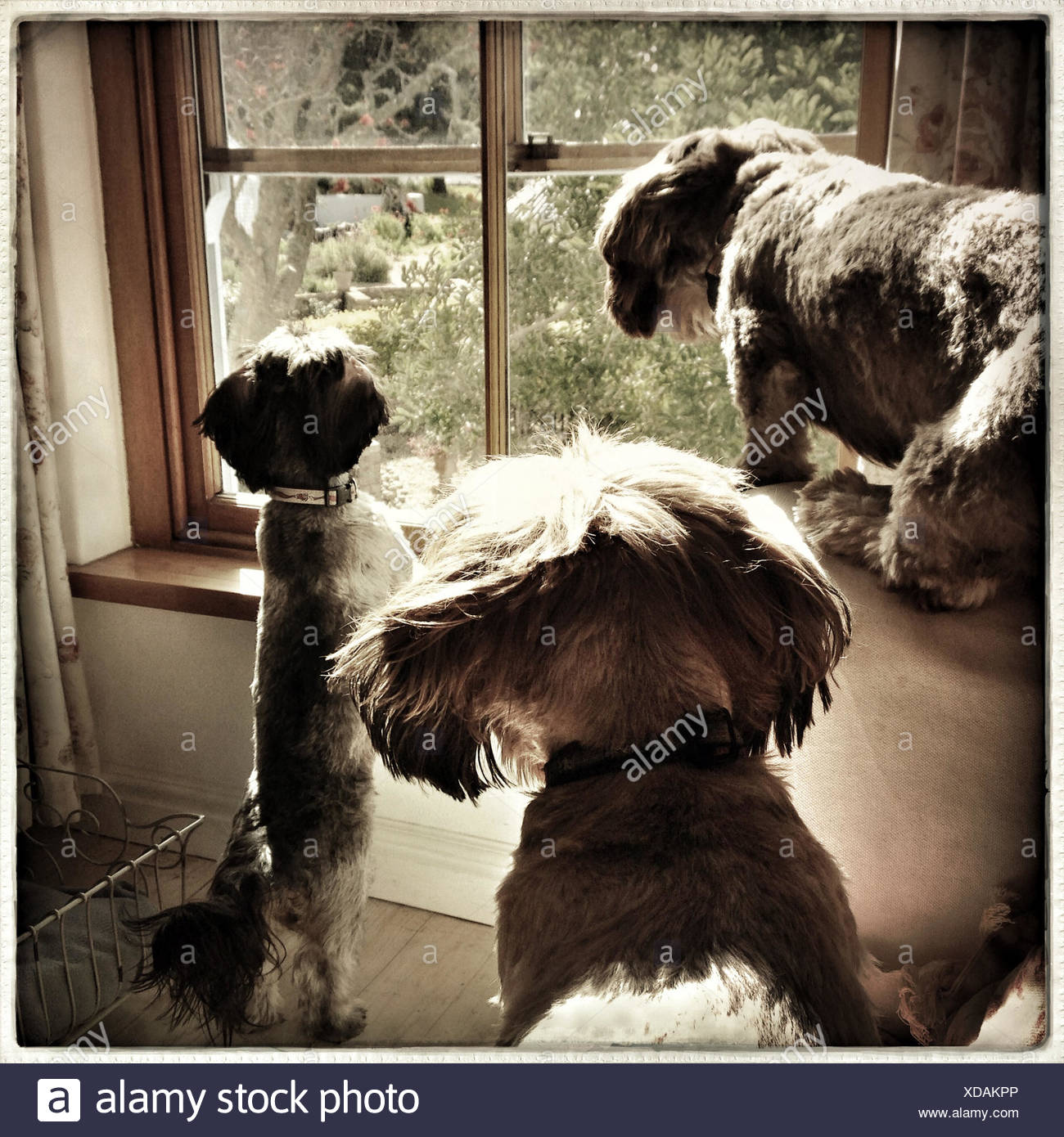 Pet Looking Window High Resolution Stock Photography and Images - Alamy