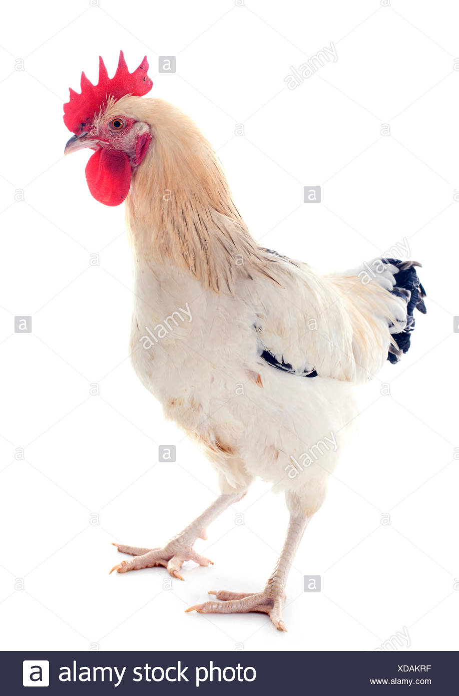 Sussex Rooster High Resolution Stock Photography and Images - Alamy