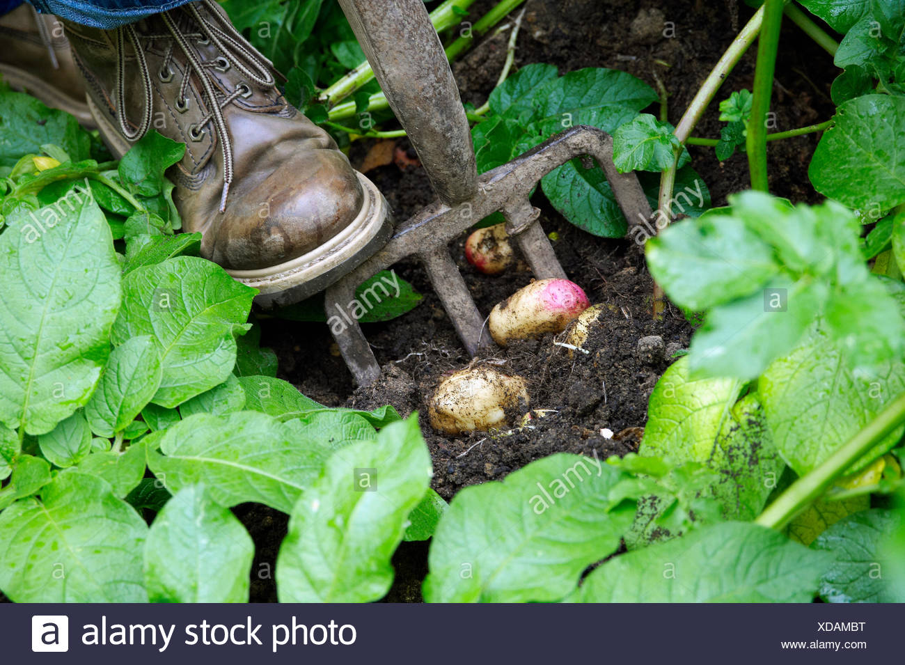 Digging Up Potatoes High Resolution Stock Photography and Images - Alamy