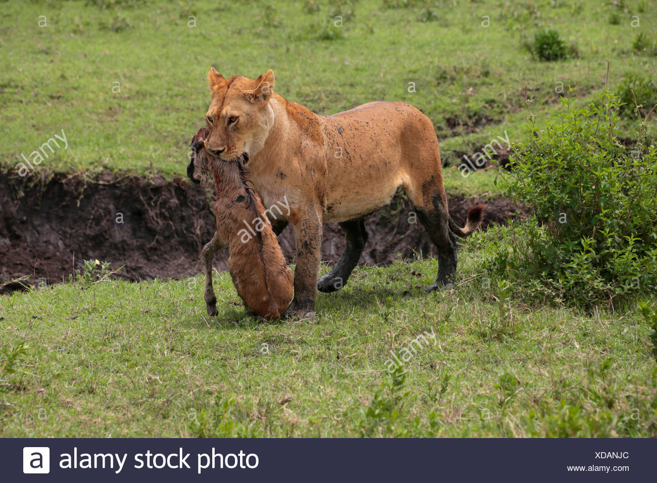 Lion Hunting Wildebeest High Resolution Stock Photography and Images - Alamy