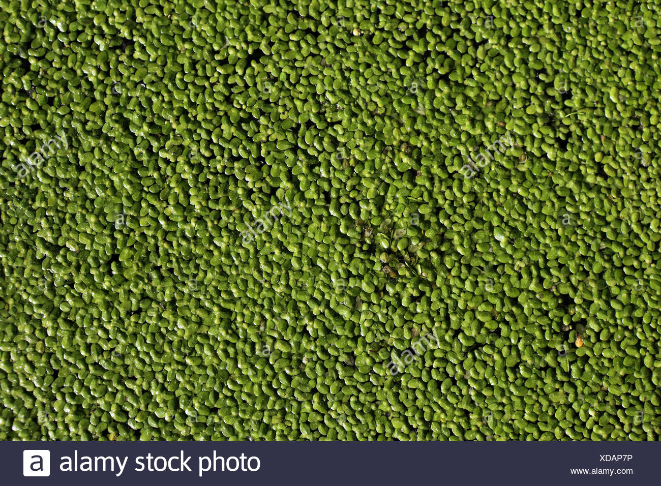 Biological Structures High Resolution Stock Photography and Images - Alamy