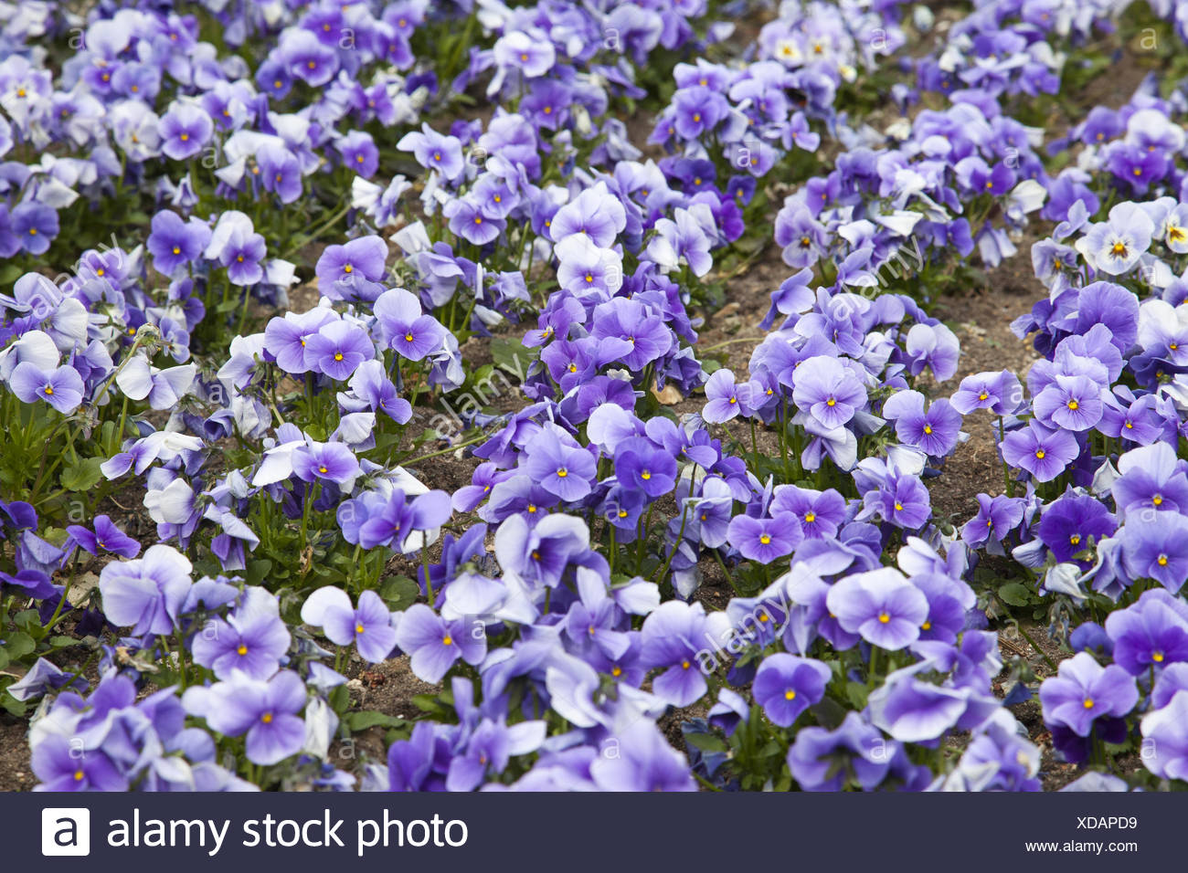 Veilchen Violett High Resolution Stock Photography and Images - Alamy