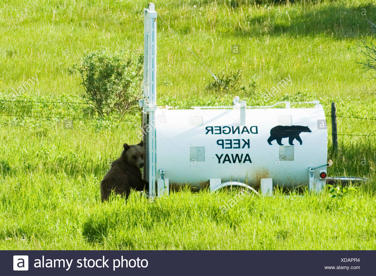 Black Bear Trap High Resolution Stock Photography and Images - Alamy