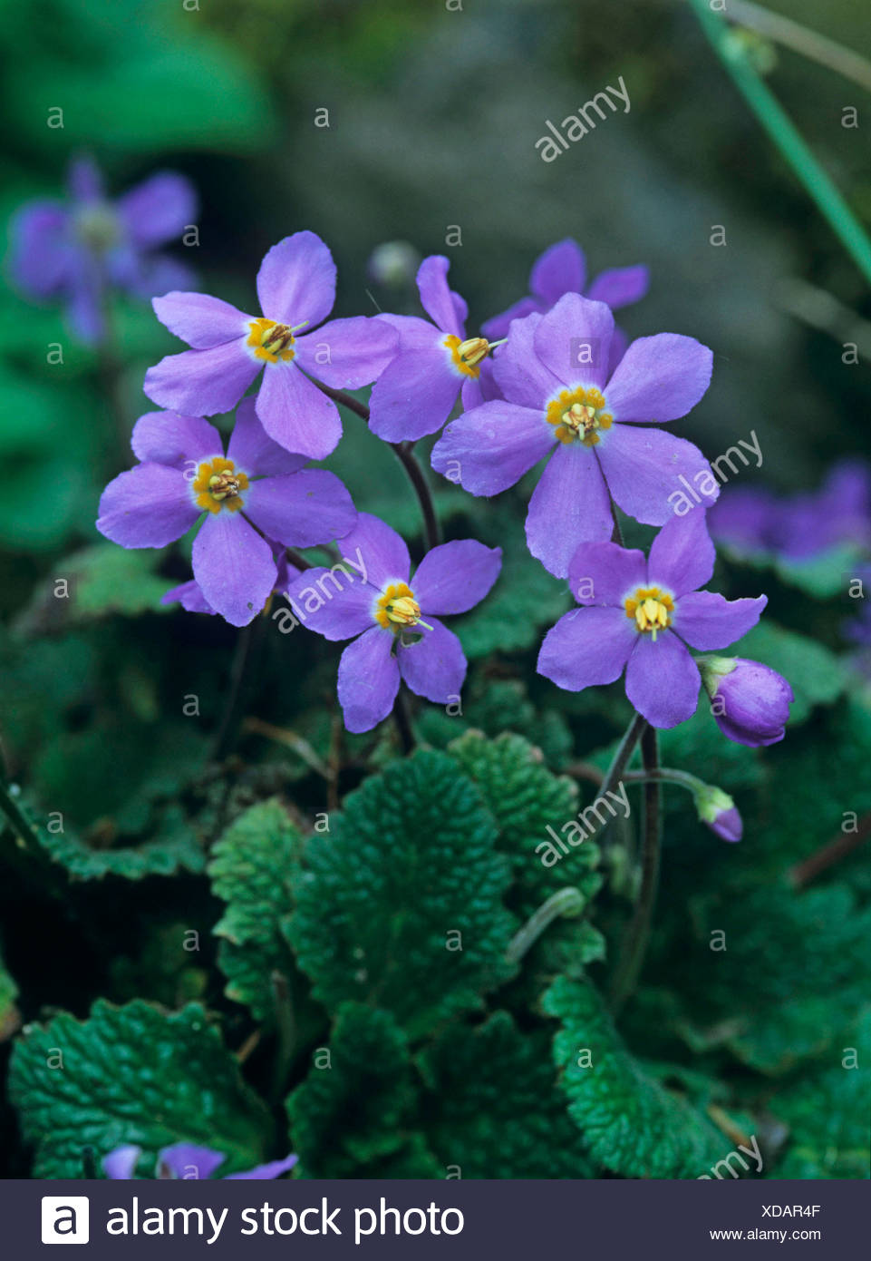 Ramonda Myconi High Resolution Stock Photography and Images - Alamy