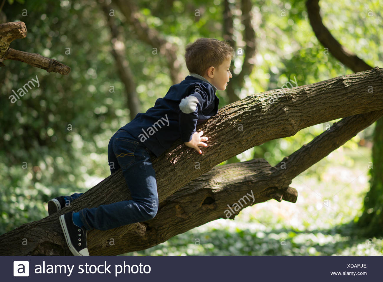 Boy Climbing Tree High Resolution Stock Photography and Images - Alamy