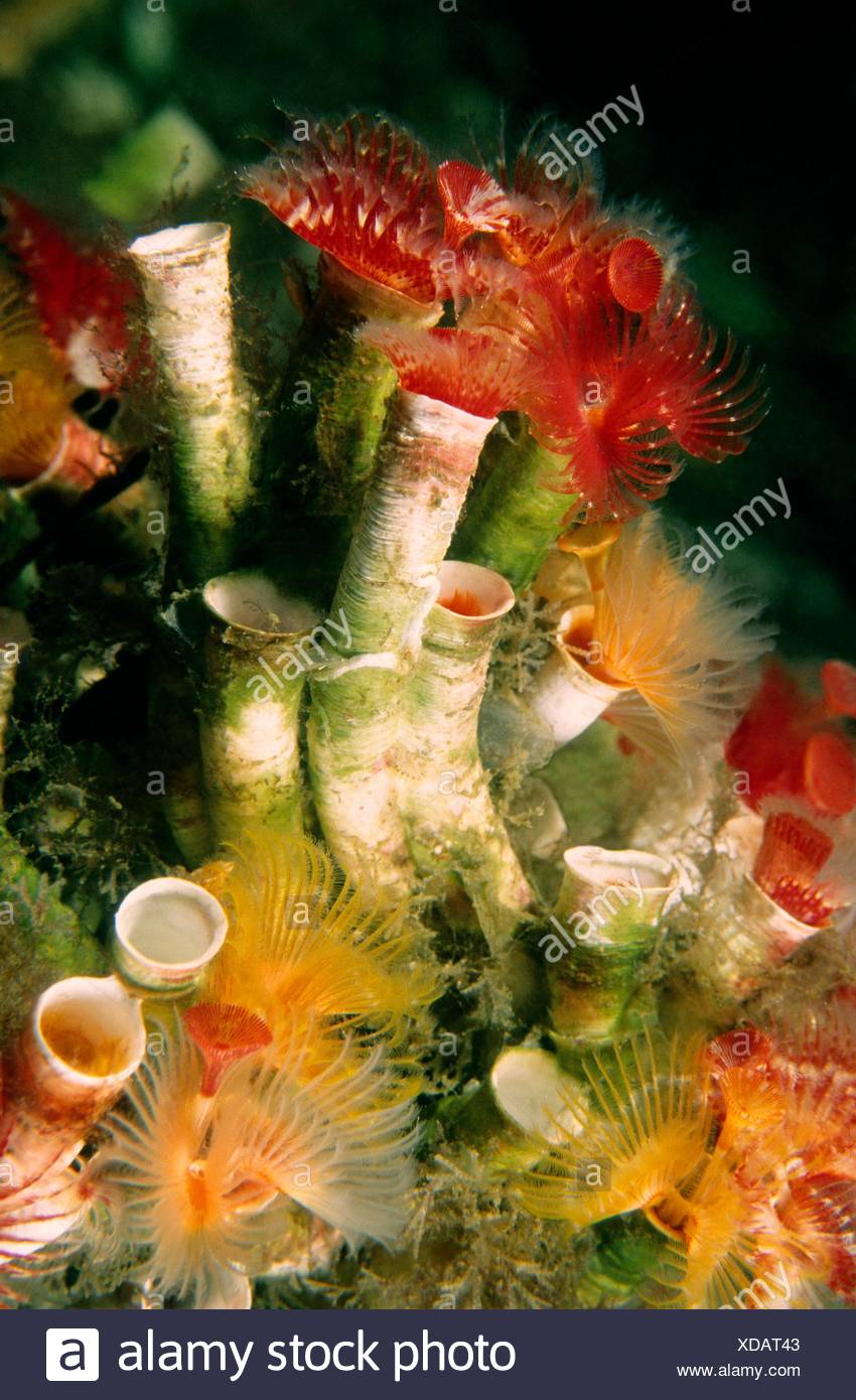 Serpula Vermicularis High Resolution Stock Photography and Images - Alamy