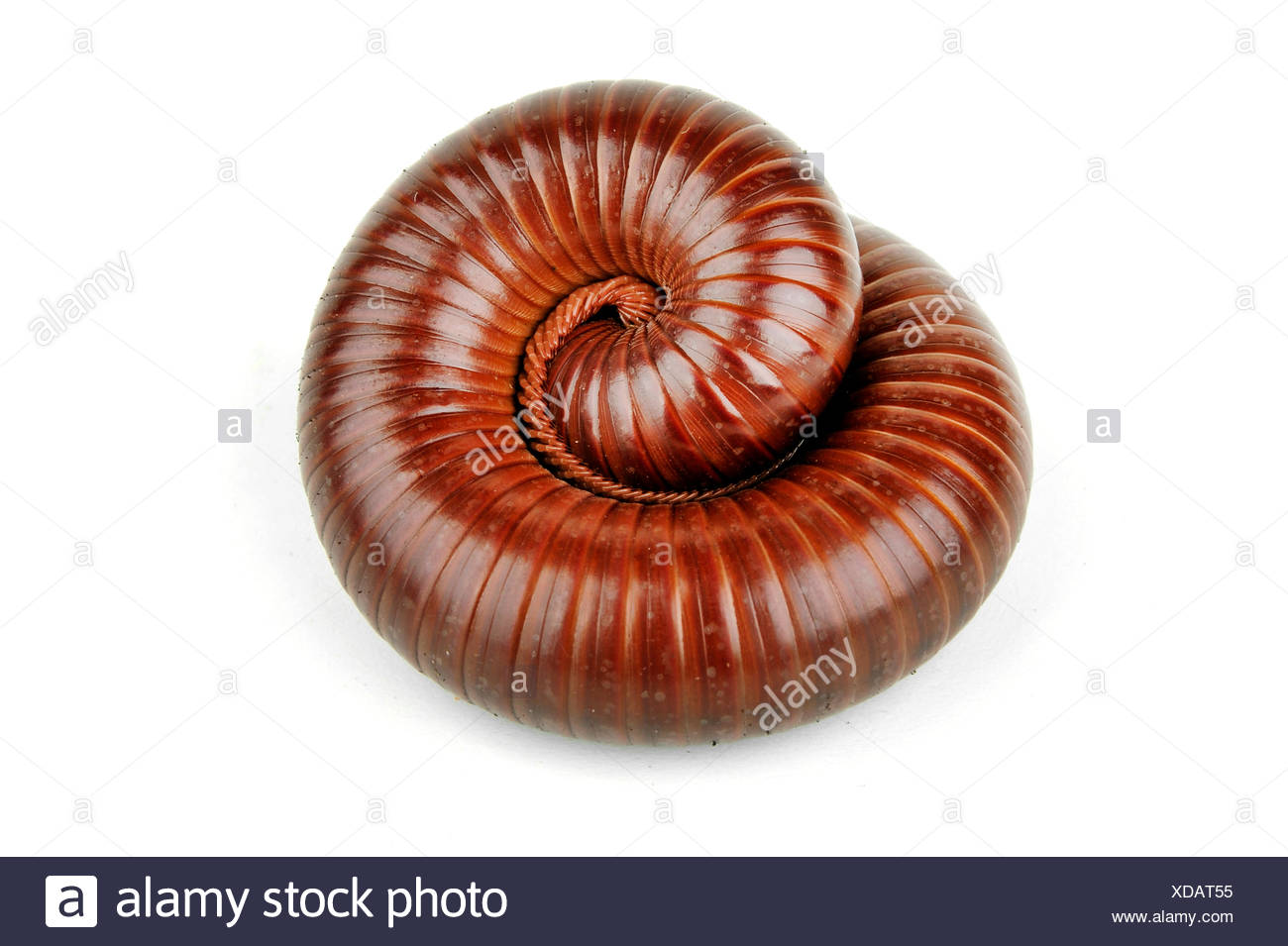 African Giant Millipede High Resolution Stock Photography and Images ...