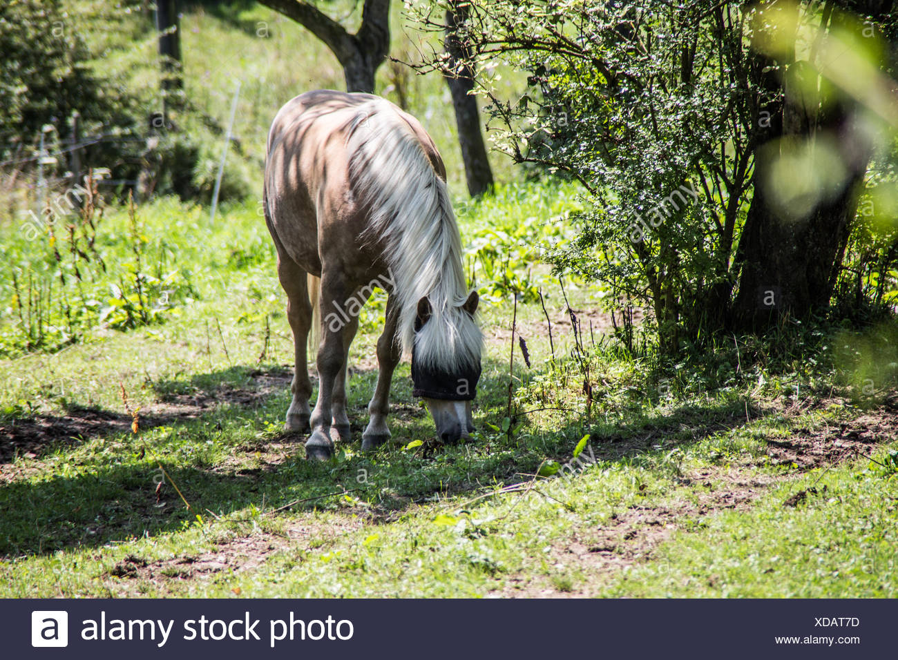 Apfelschimmel Stock Photos & Apfelschimmel Stock Images - Alamy