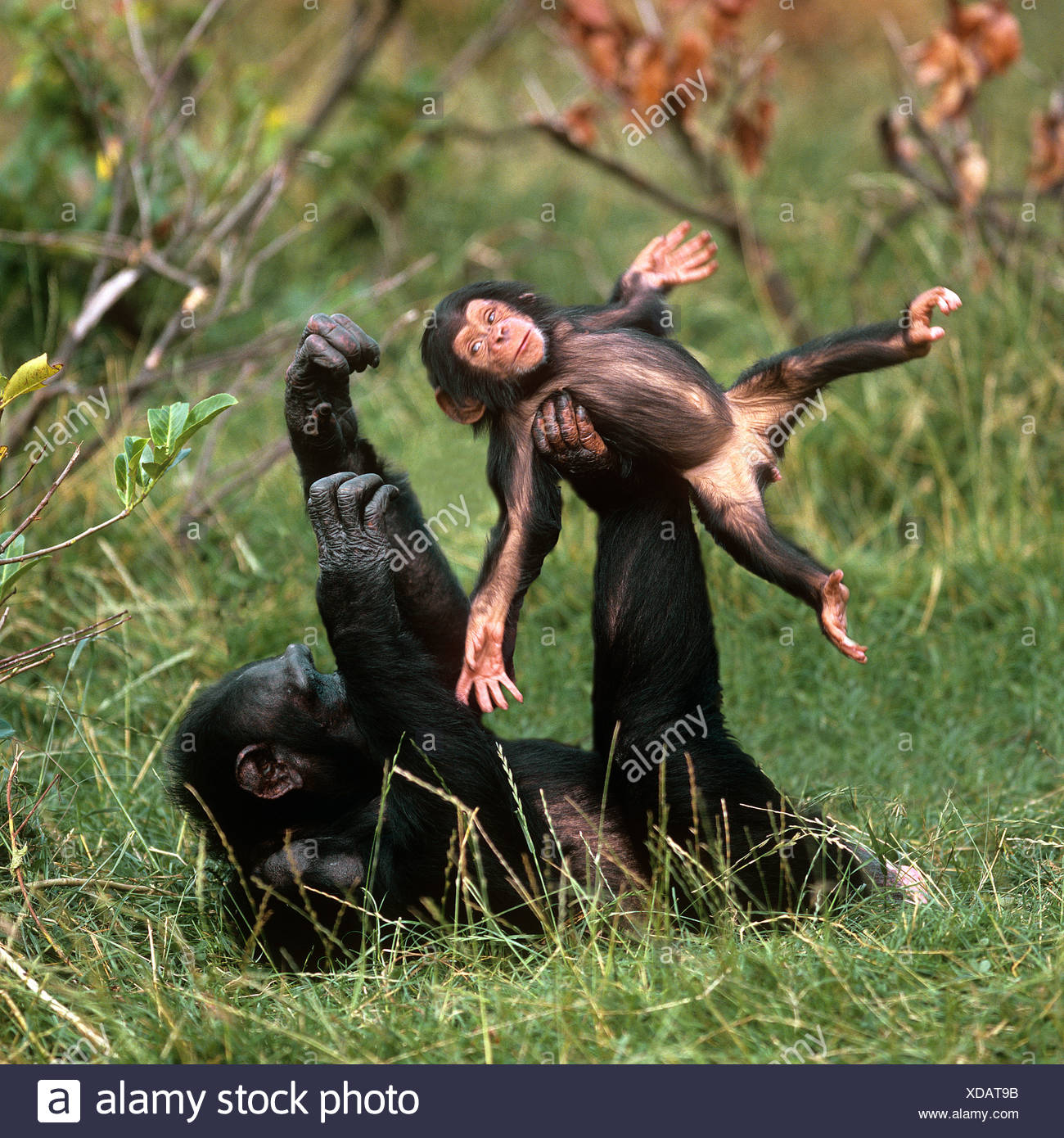 Chimpanzee High Resolution Stock Photography and Images - Alamy