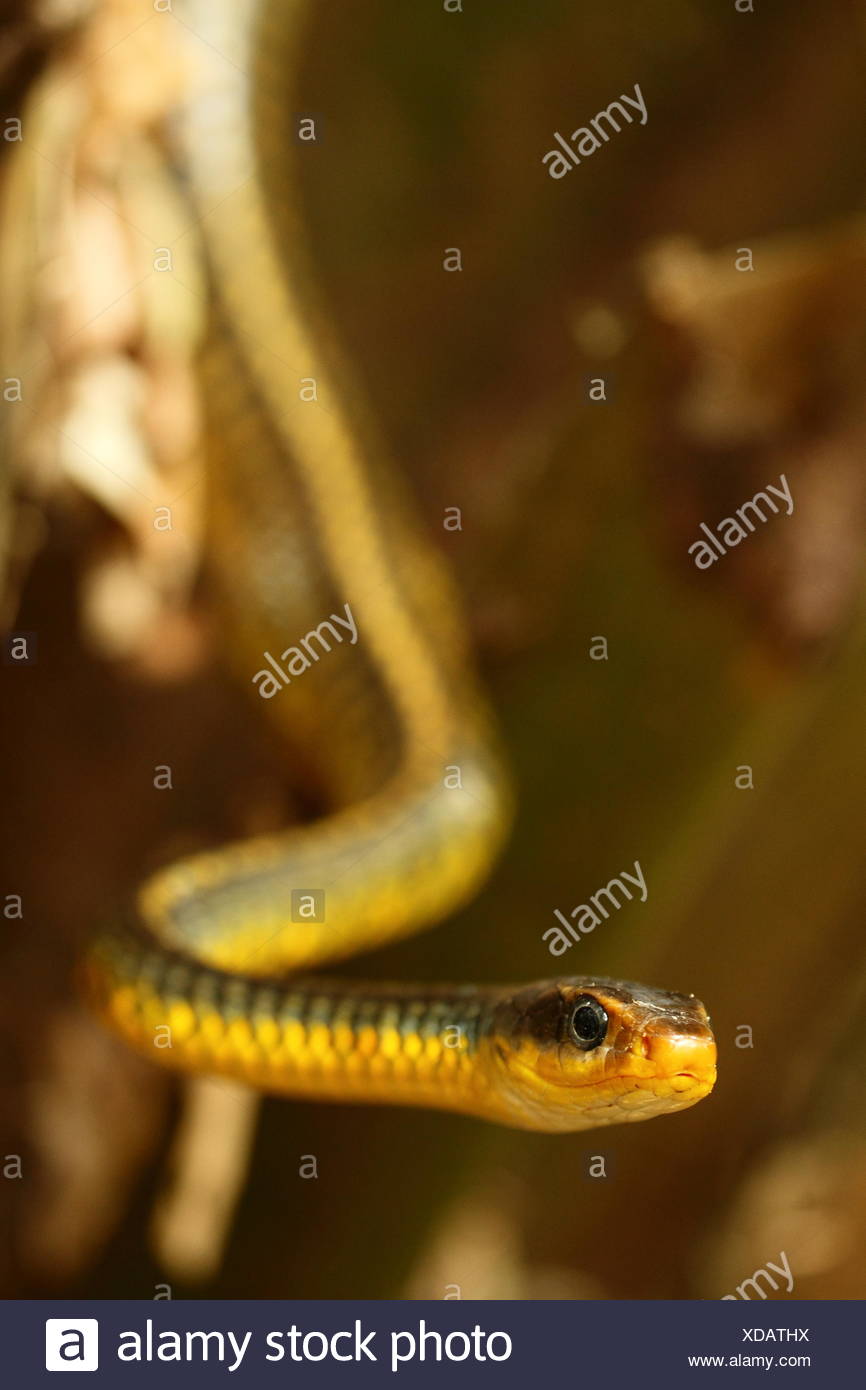Tropical Rainforest Snake High Resolution Stock Photography and Images ...