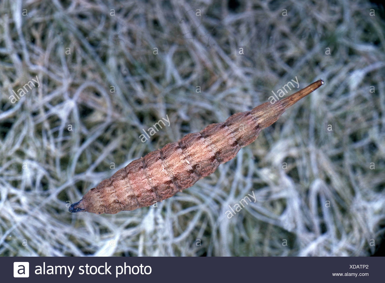 Stratiomys High Resolution Stock Photography and Images - Alamy