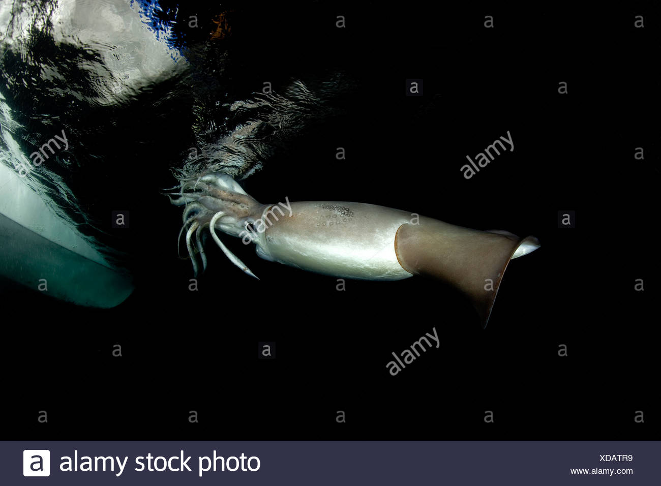 Humboldt Squid Suckers High Resolution Stock Photography and Images - Alamy