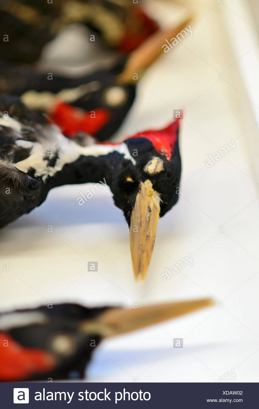 Ivory Billed Woodpecker Stock Photos & Ivory Billed Woodpecker Stock ...