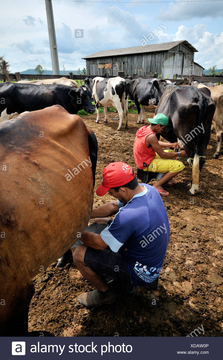 Milking Cows By Hand High Resolution Stock Photography and Images - Alamy