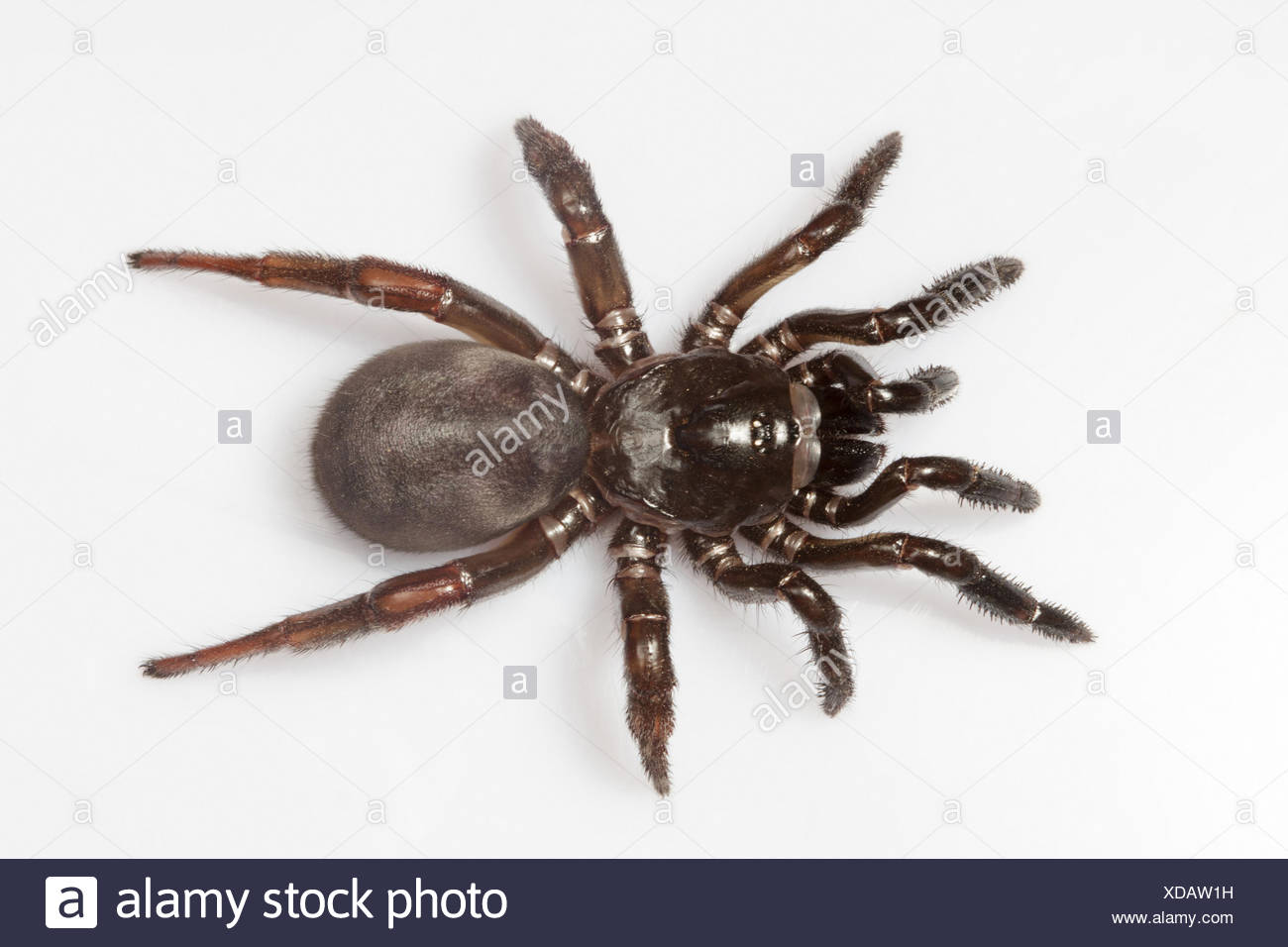 Trapdoor Spider Of Asia High Resolution Stock Photography and Images ...