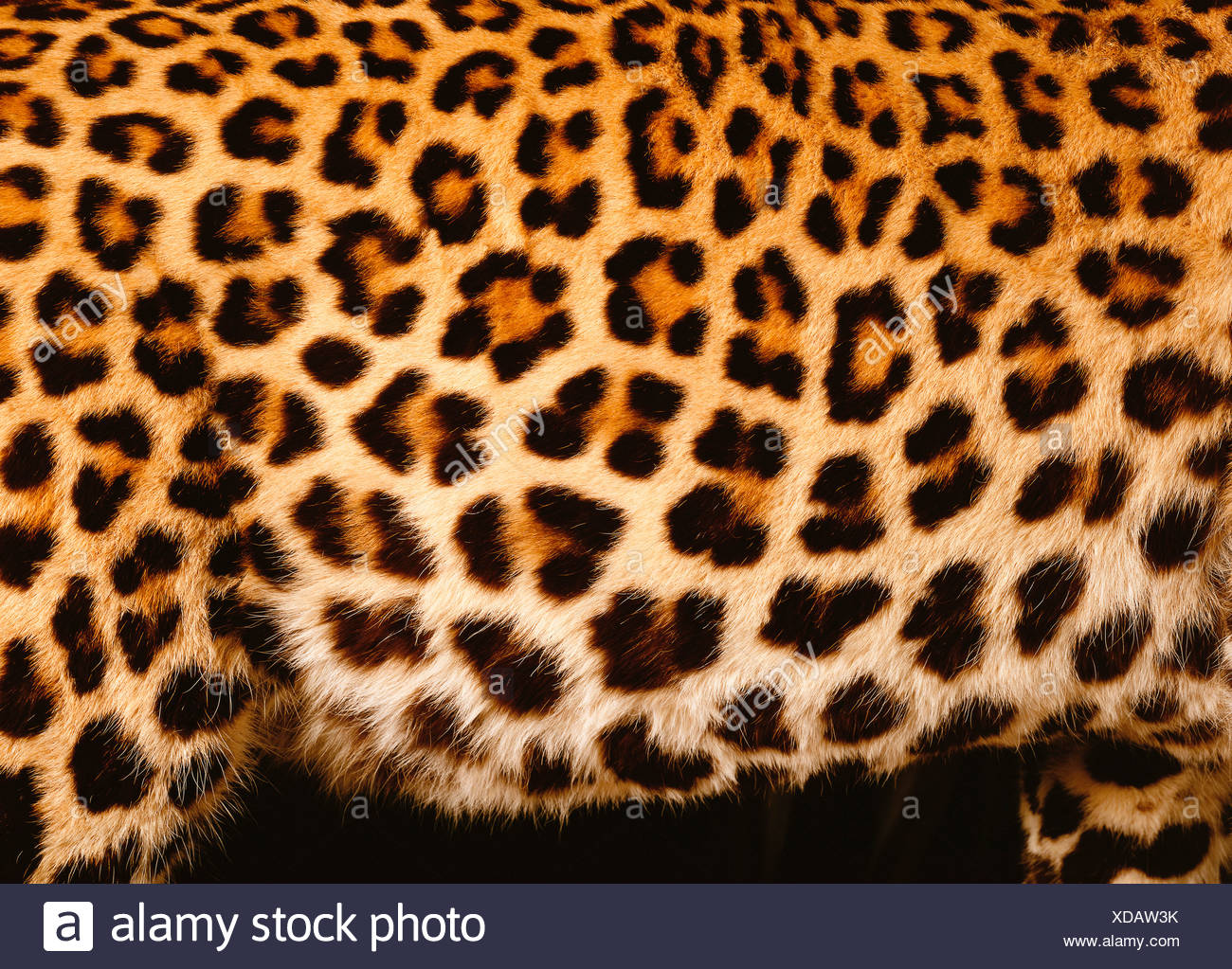Leopard Textured Stock Photos & Leopard Textured Stock Images - Alamy