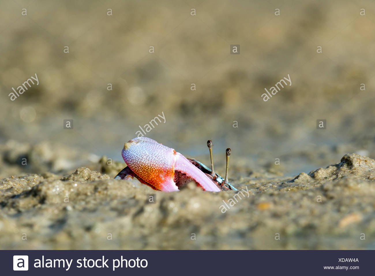 Fiddler Crab High Resolution Stock Photography and Images - Alamy