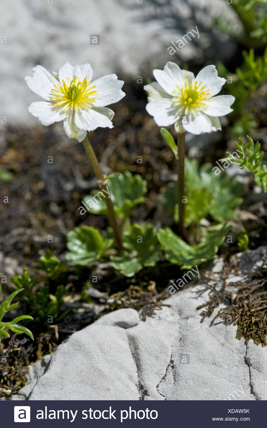 Buttercup Alpine High Resolution Stock Photography and Images - Alamy