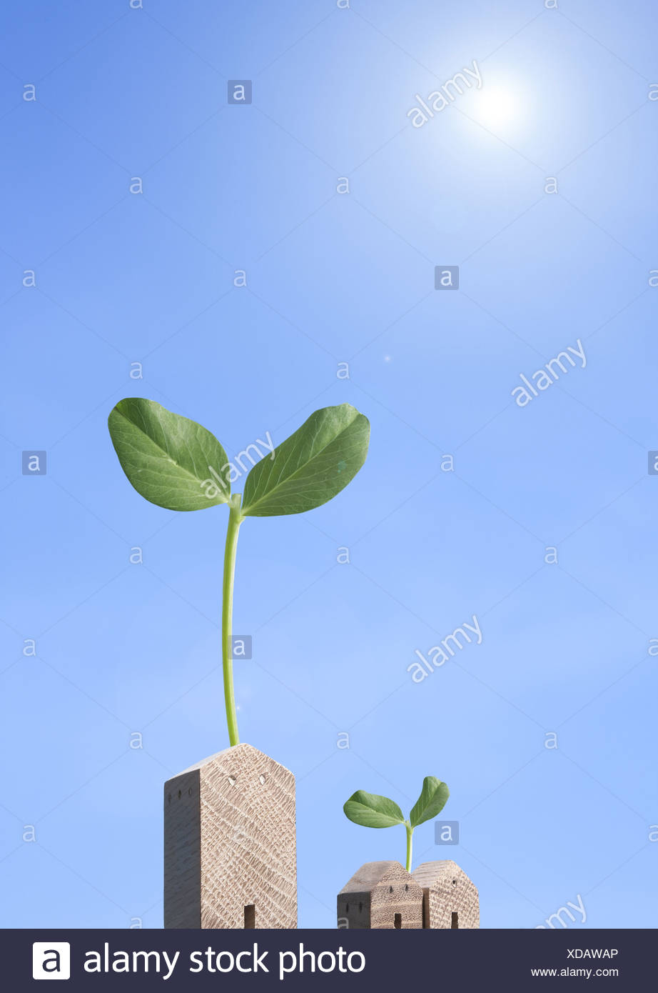 Two Cotyledons High Resolution Stock Photography and Images - Alamy