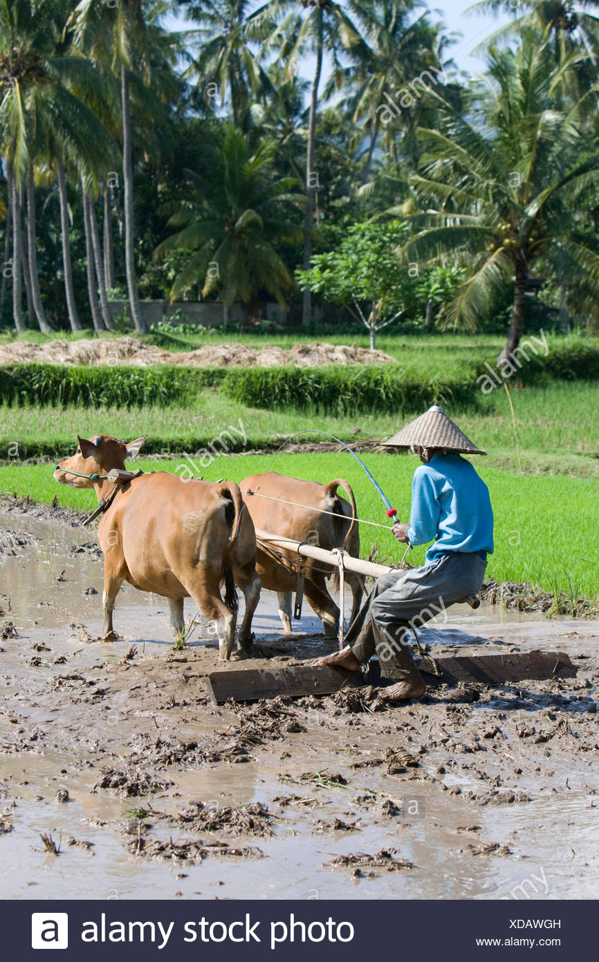 Farmer Ploughing Fields Two Oxen High Resolution Stock Photography and ...
