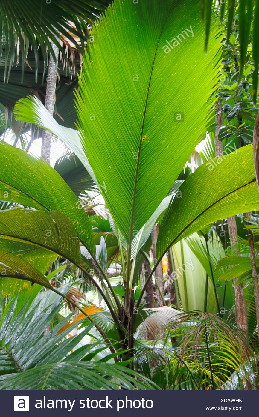 Palm Thief High Resolution Stock Photography and Images - Alamy