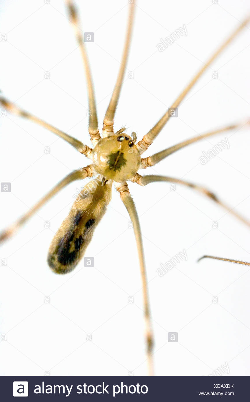 Long bodied cellar spider size - fetizz