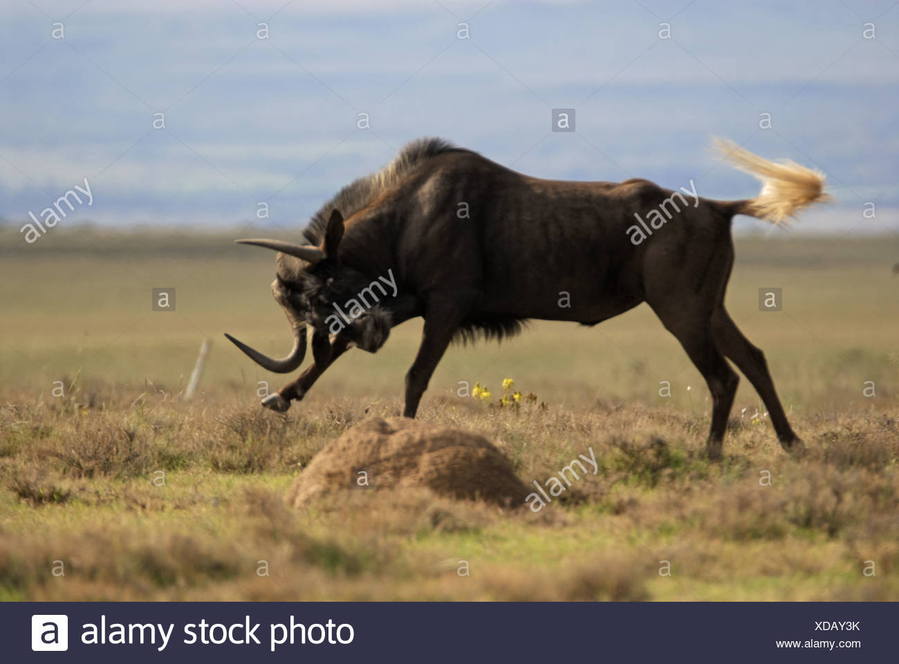 Black Wildebeest Running Stock Photos & Black Wildebeest Running Stock ...