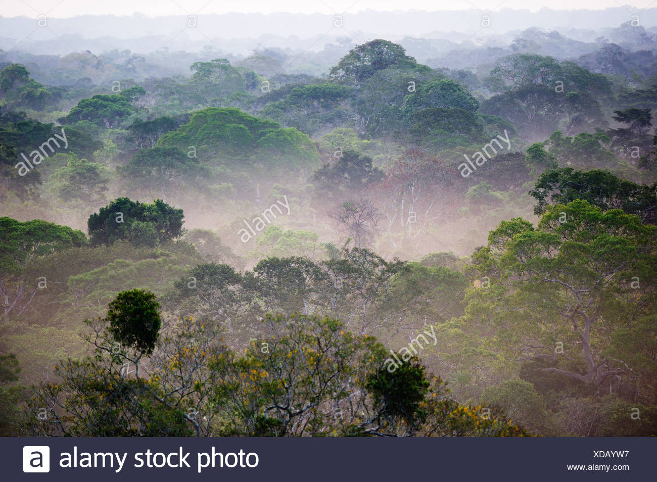 Amazon Rainforest Canopy High Resolution Stock Photography and Images ...