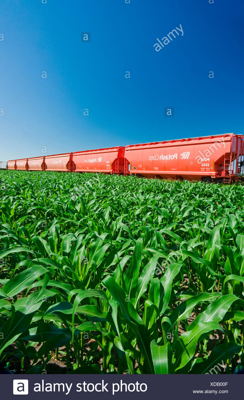 Grain Hopper Cars High Resolution Stock Photography and Images - Alamy