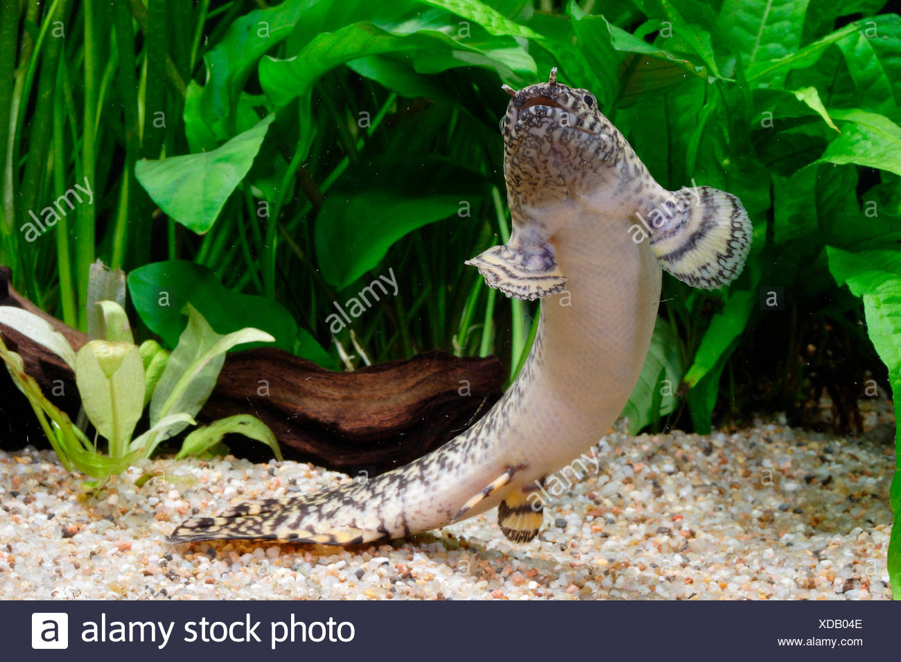 Polypterus Stock Photos & Polypterus Stock Images - Alamy