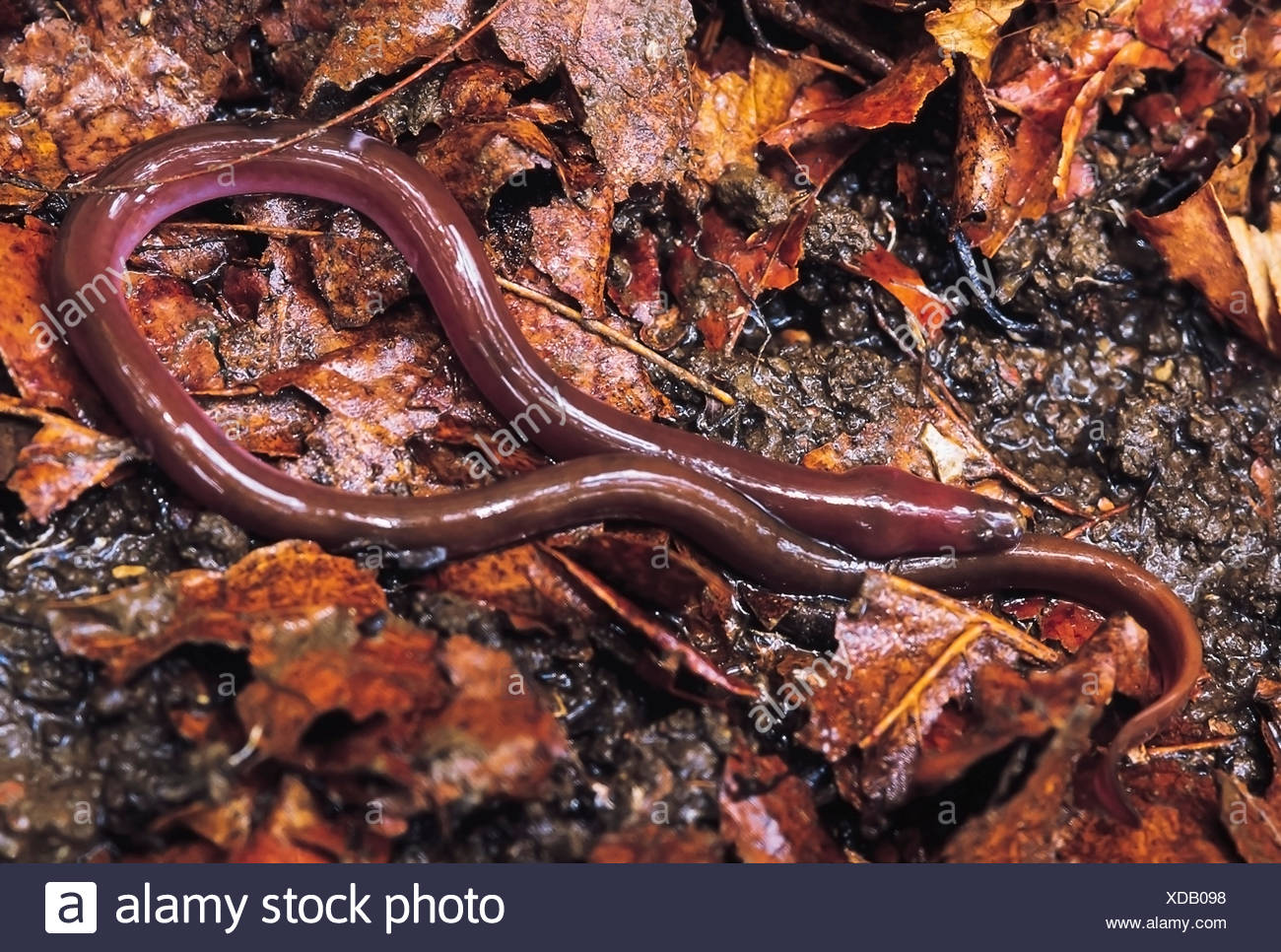 Respiratory Organs High Resolution Stock Photography and Images - Alamy