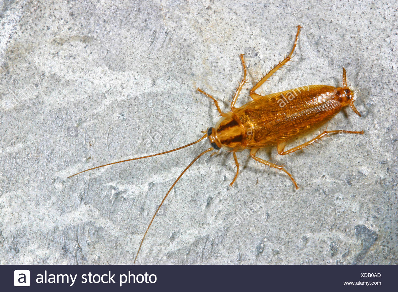Blattella Germanica High Resolution Stock Photography and Images - Alamy