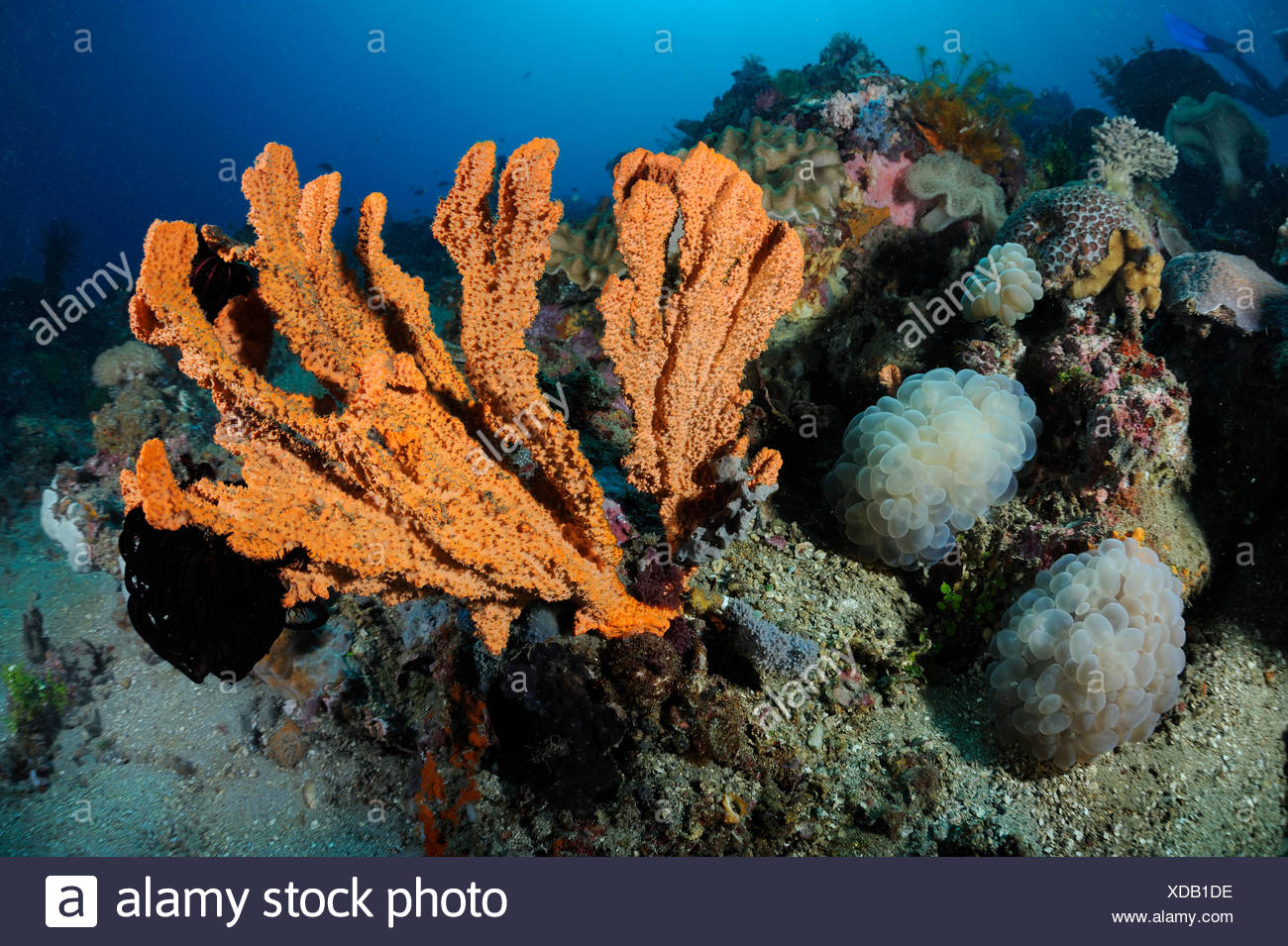 Sponge Coral Reef High Resolution Stock Photography and Images - Alamy