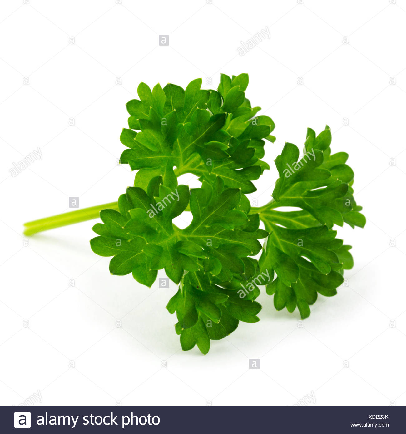 Peterli High Resolution Stock Photography and Images - Alamy