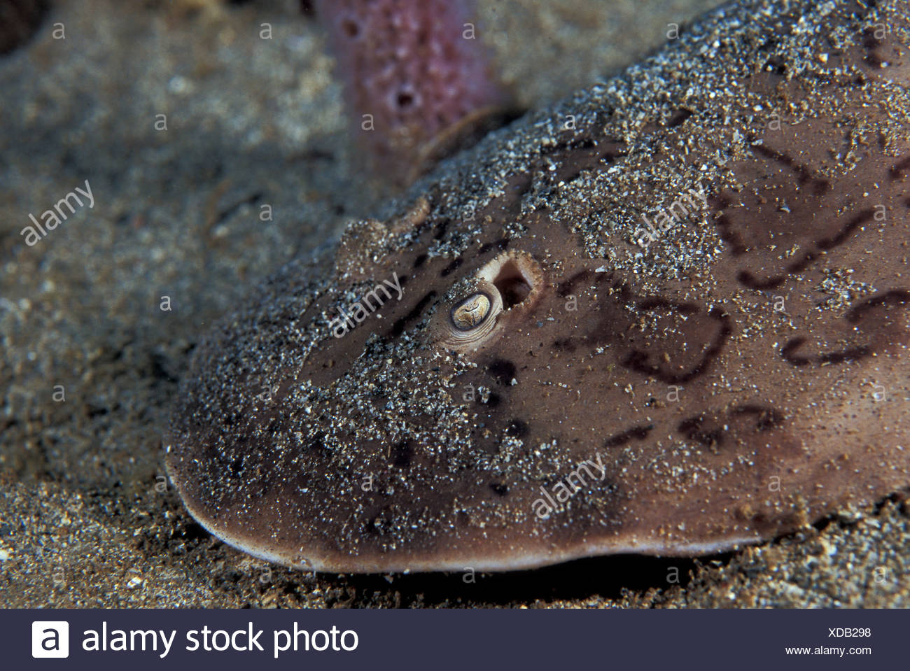 Narcine High Resolution Stock Photography and Images - Alamy