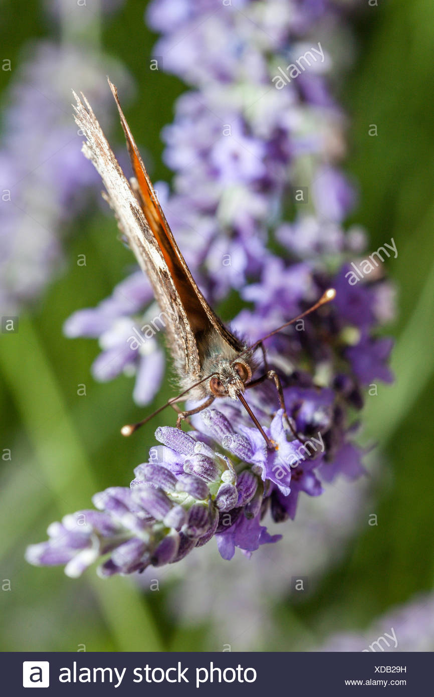 Butterfly Germany High Resolution Stock Photography and Images - Alamy