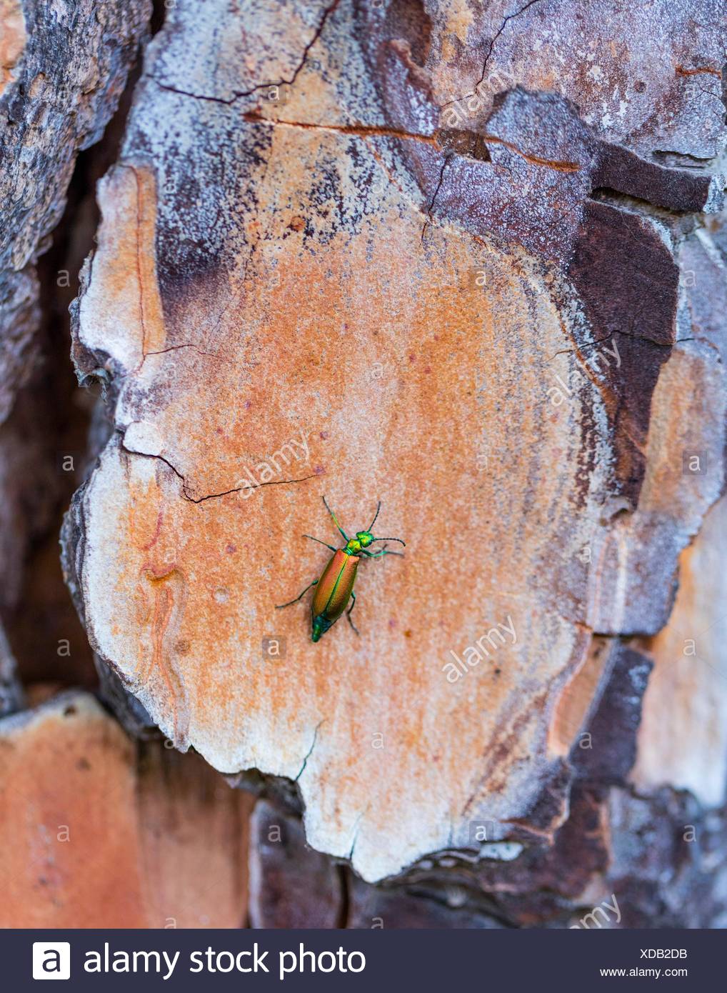 Lytta Vesicatoria High Resolution Stock Photography and Images - Alamy