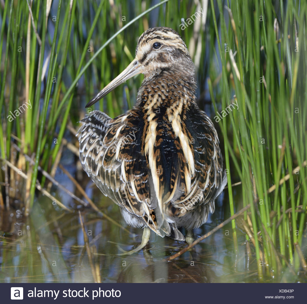 Snipe Bird Stock Photos & Snipe Bird Stock Images - Alamy