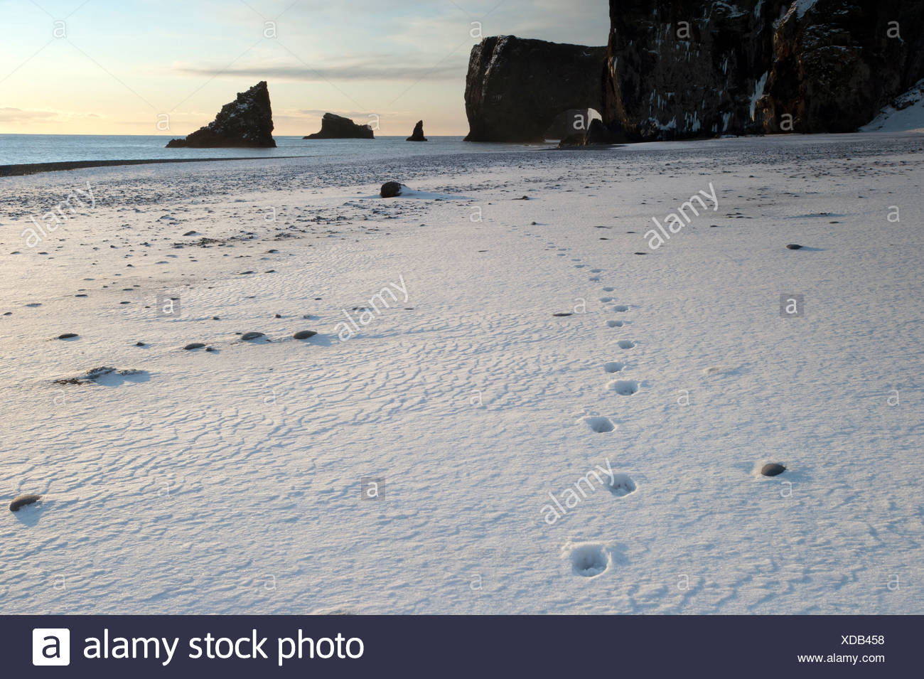 Fox Tracks In Snow High Resolution Stock Photography and Images - Alamy
