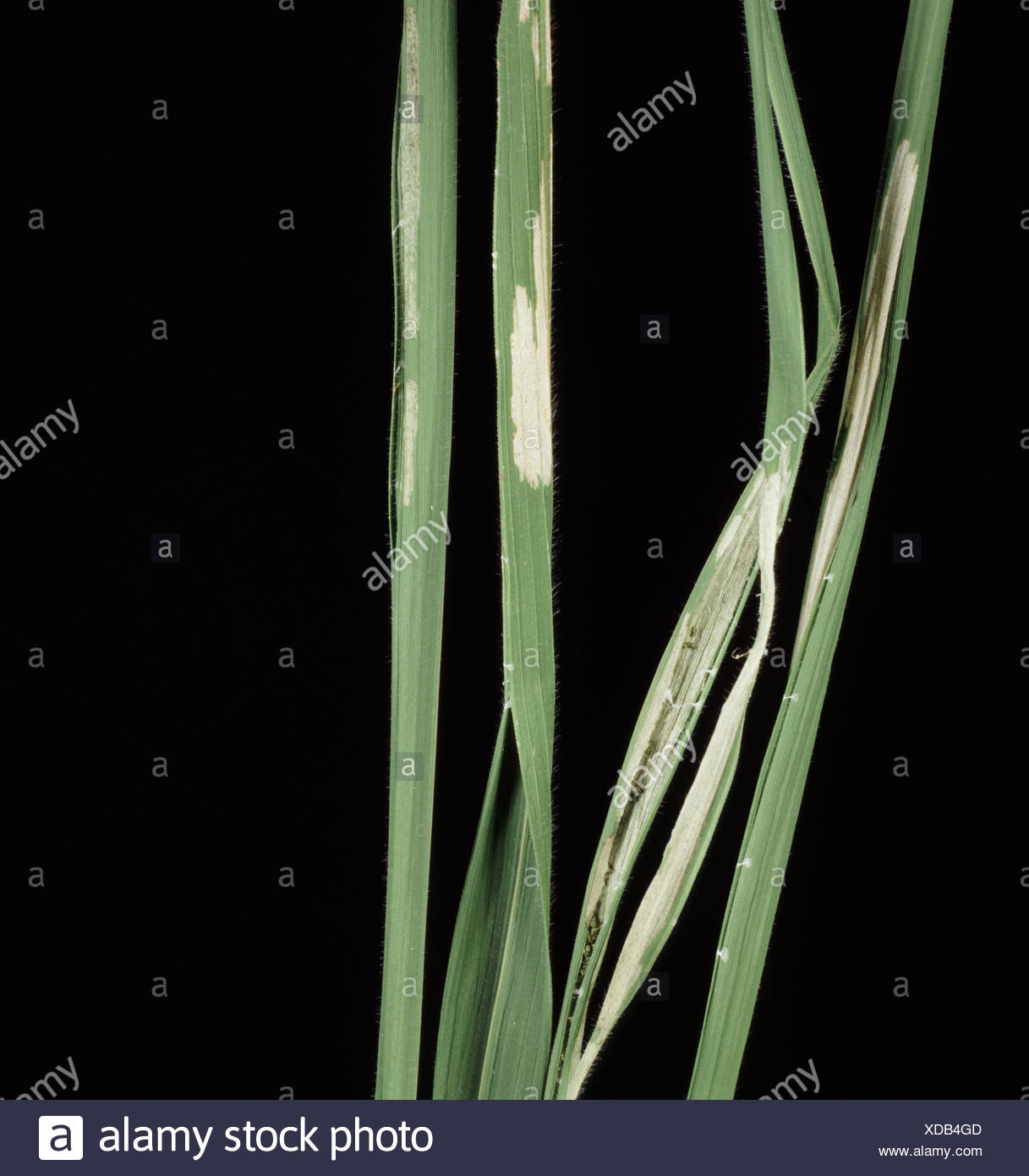 Rice Pest Damage Stock Photos & Rice Pest Damage Stock Images - Alamy