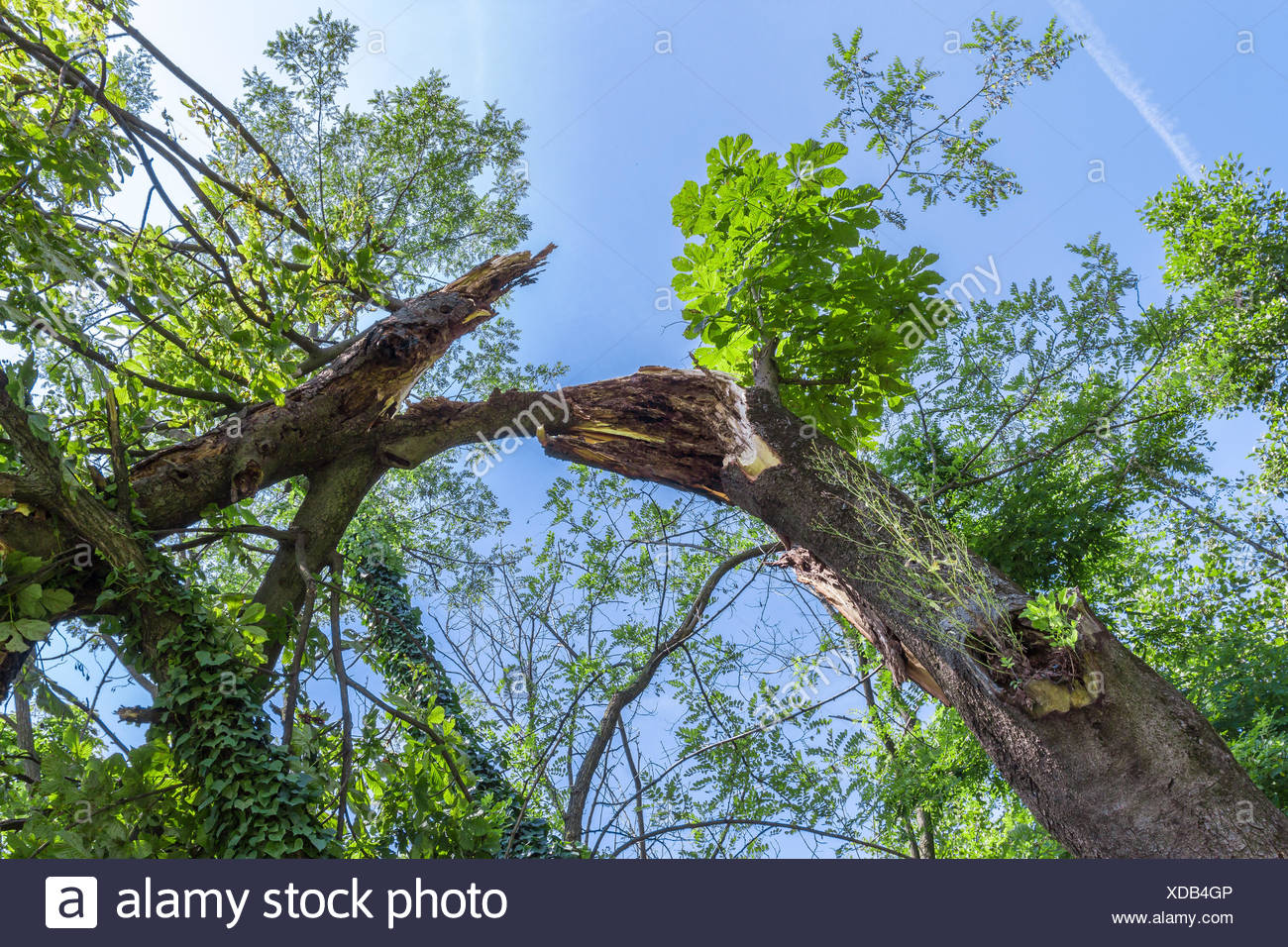 Crooked Tree Trunk High Resolution Stock Photography and Images - Alamy