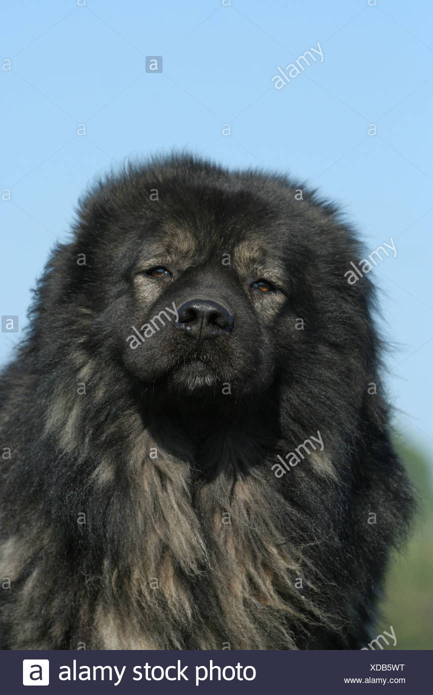 Owtscharka Stock Photos & Owtscharka Stock Images - Alamy