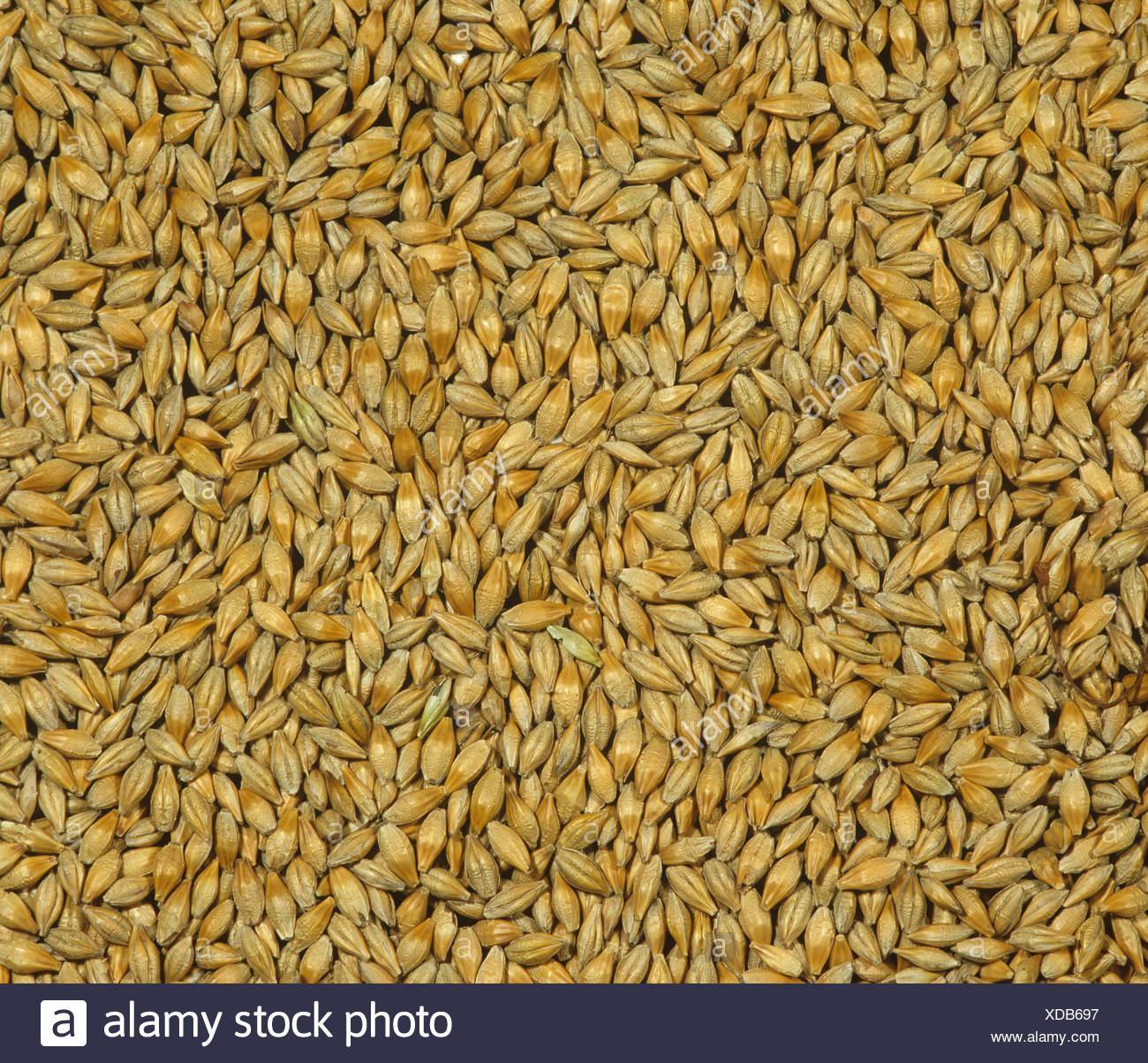About Malt High Resolution Stock Photography and Images - Alamy