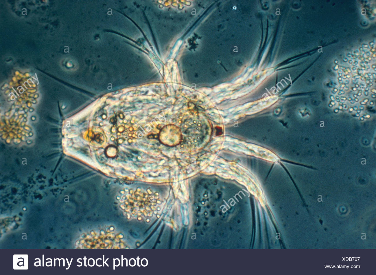 Nauplius Larva Stock Photos & Nauplius Larva Stock Images - Alamy