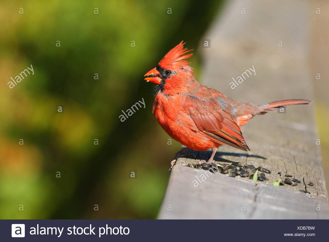 Young Male Cardinal High Resolution Stock Photography and Images - Alamy
