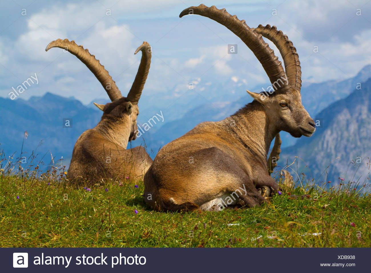 Bucks Border High Resolution Stock Photography and Images - Alamy