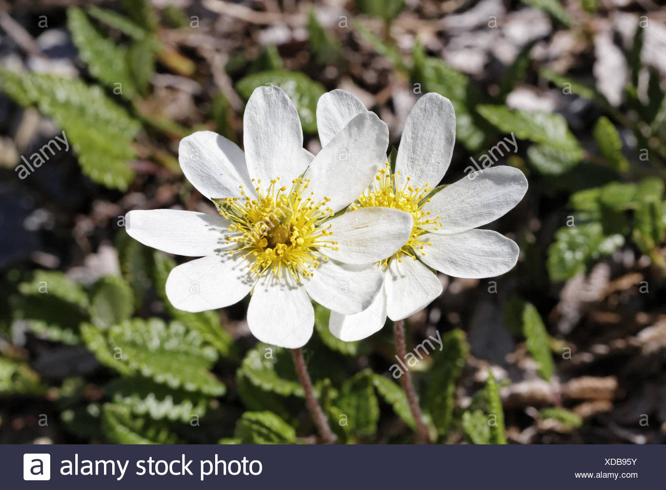 White Dryas High Resolution Stock Photography and Images - Alamy