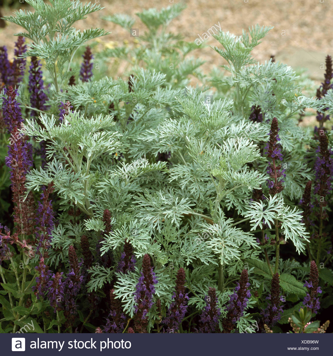 Lambrook Stock Photos & Lambrook Stock Images - Alamy