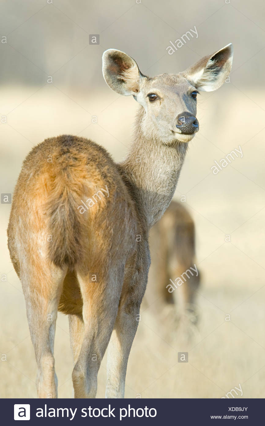 Asian Deer Species High Resolution Stock Photography and Images - Alamy