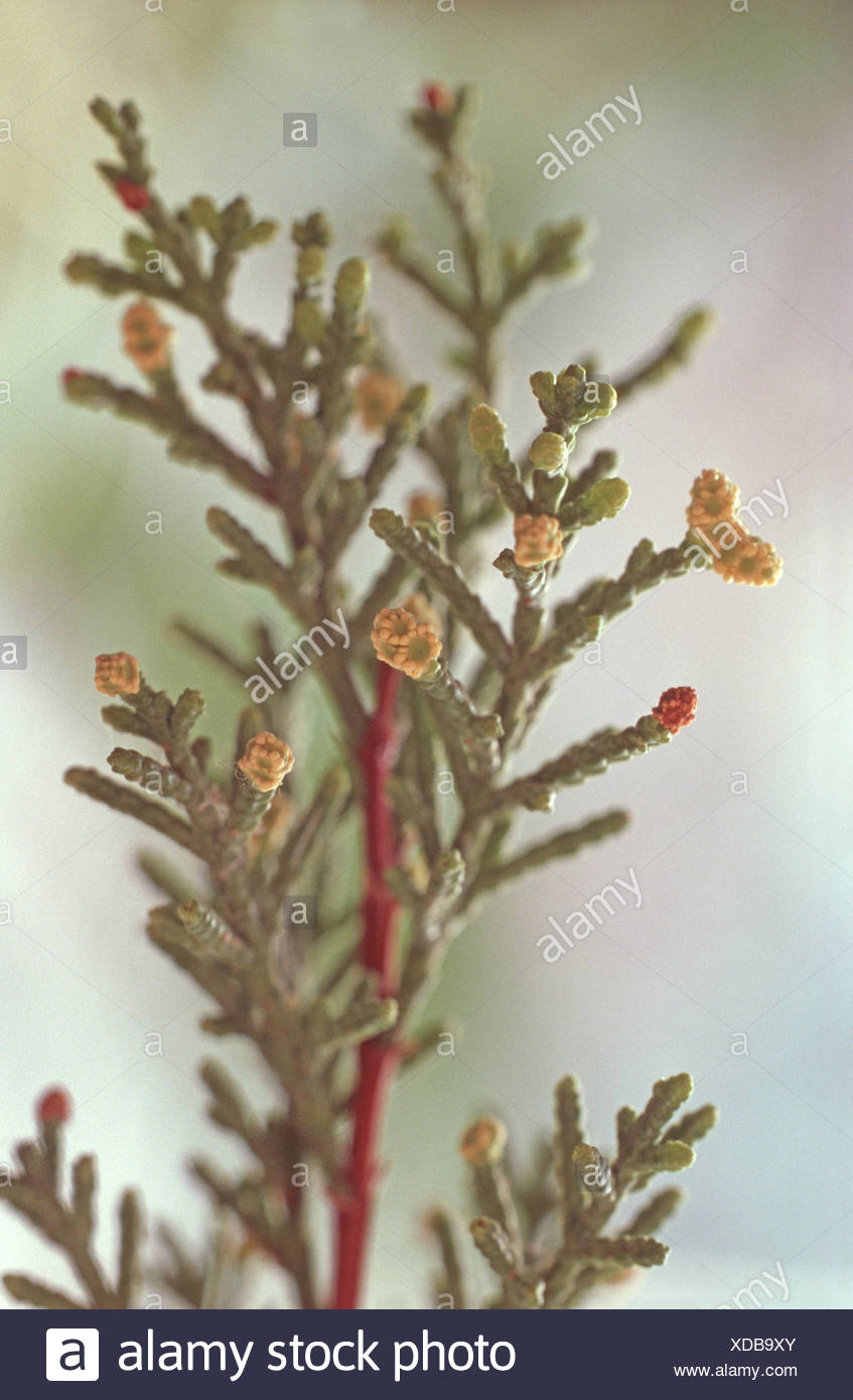 The Cypress And Flowering Tree High Resolution Stock Photography and ...